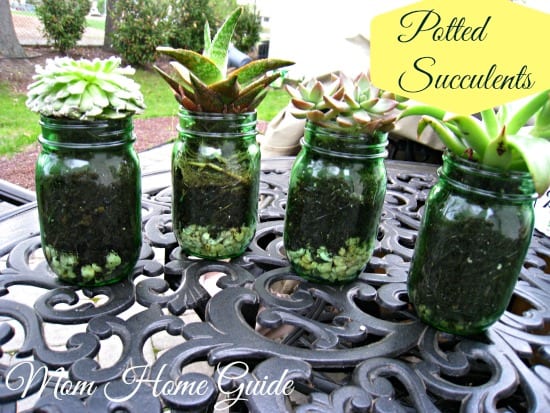 10 Easy Succulent Craft Projects | How To Build It