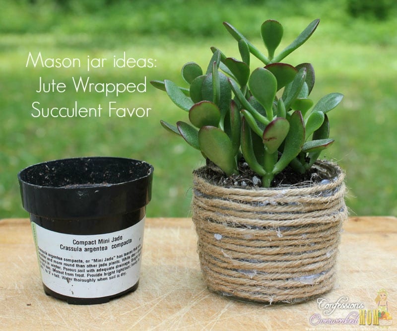 10 Easy Succulent Craft Projects | How To Build It