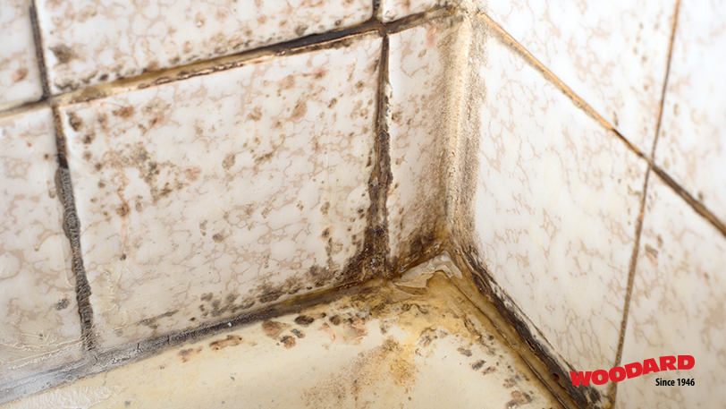 How to Get Rid of Mold In the House | How To Build It