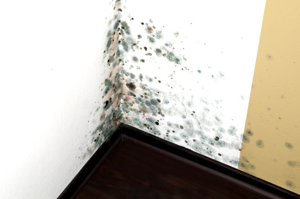 How to Get Rid of Mold In the House | How To Build It