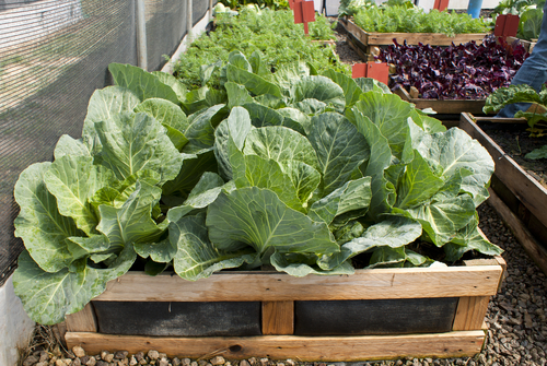 How To Build It: DIY Garden Box- Step By Step Instructions